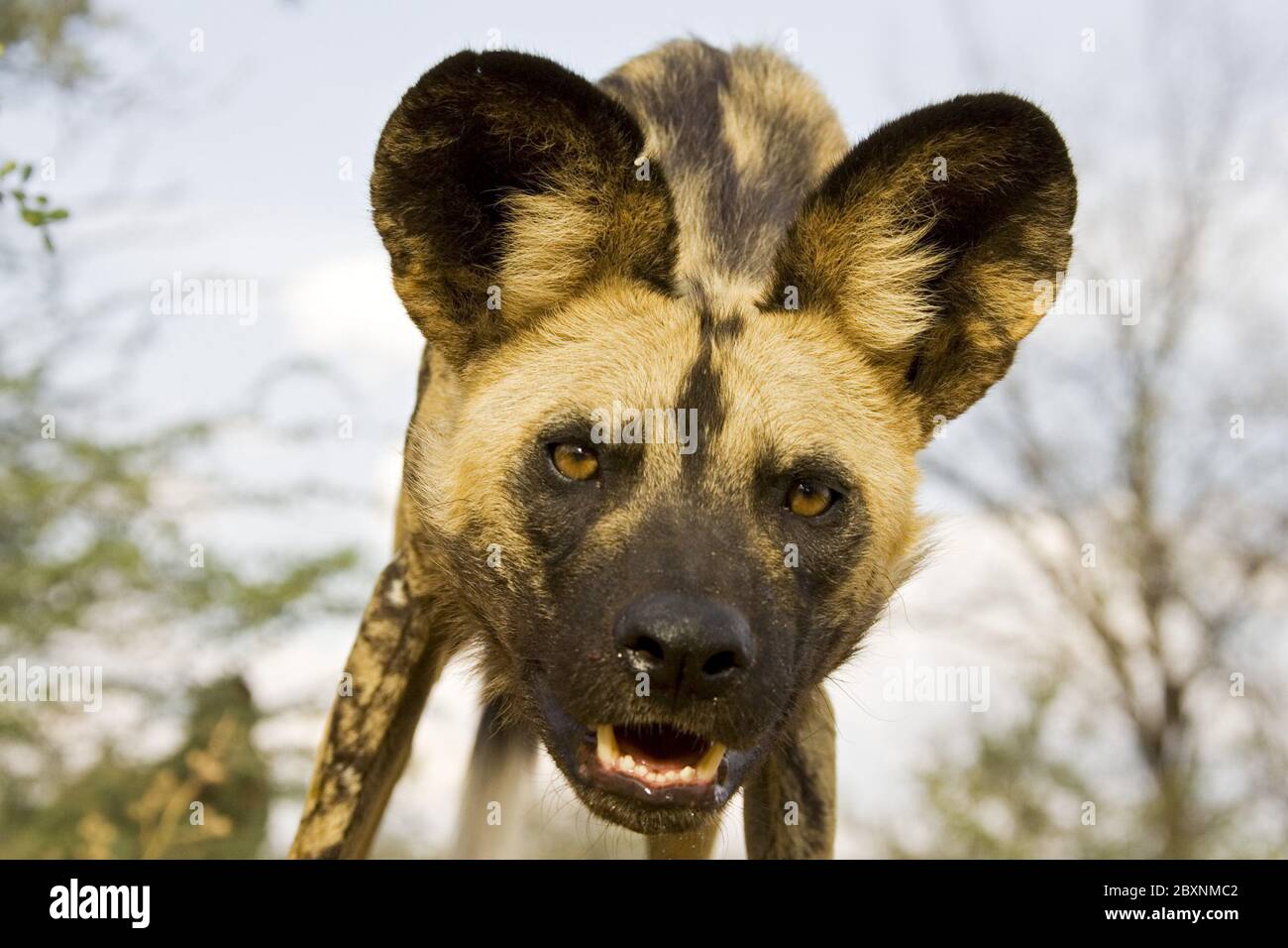 African Wilddogs, (Lycaon pictus), Etosha National Park, Namibia ...