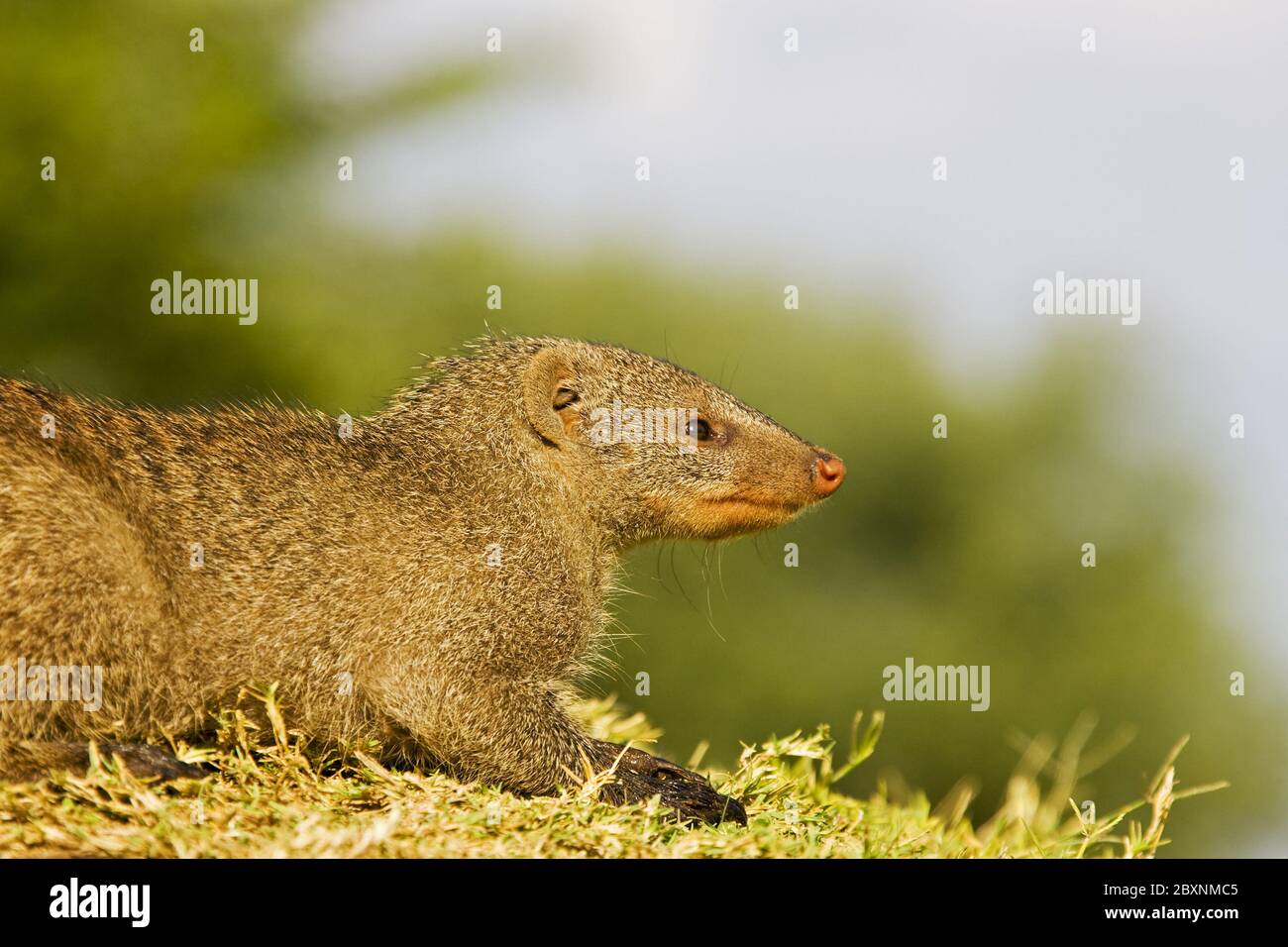Namibia banded mongoose hi-res stock photography and images - Alamy