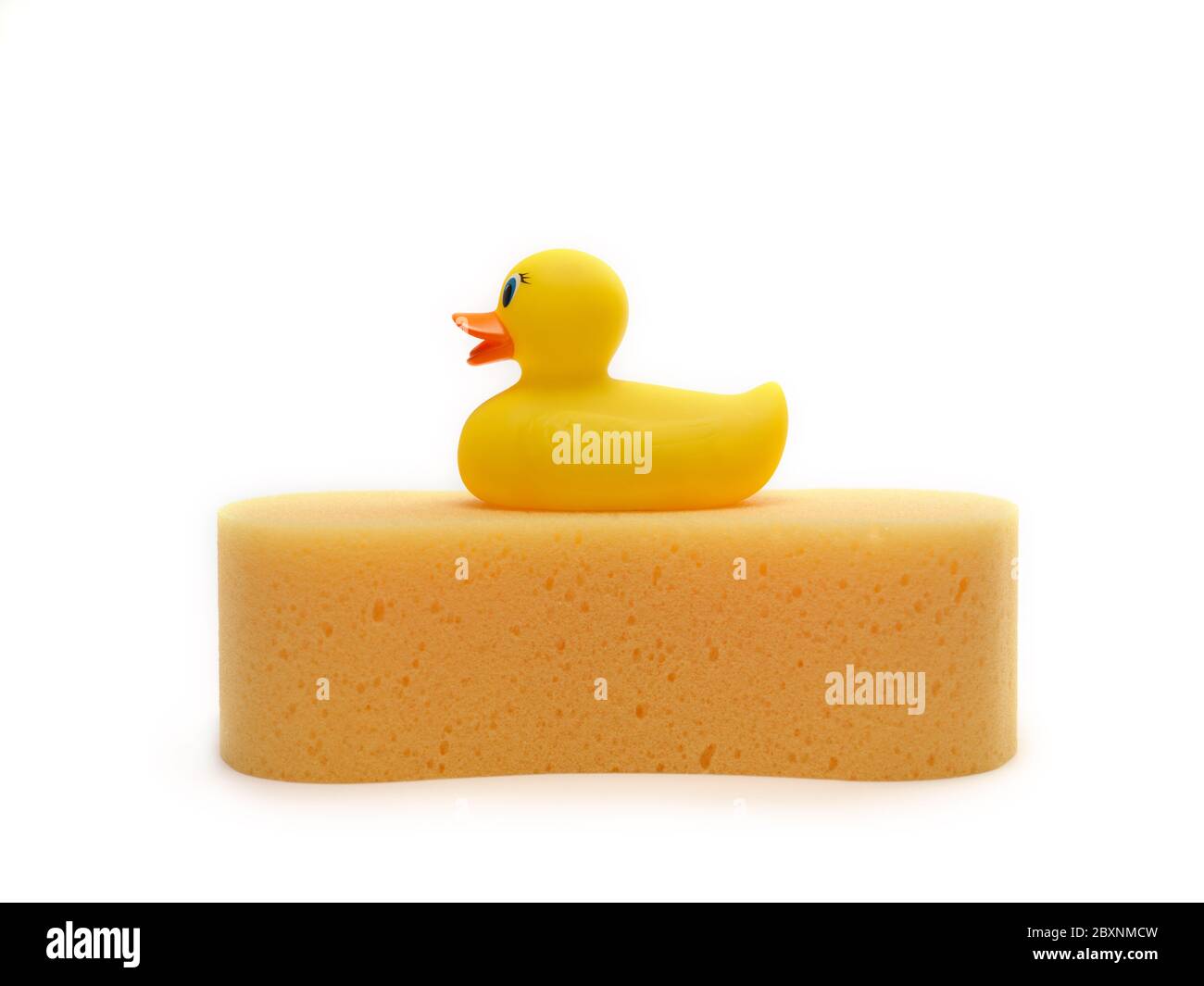 A toy duck on a sponge isolated against a white background Stock Photo ...