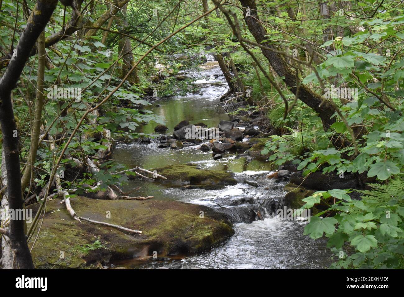 Forest scene with trees in full bloom and a babbling brook flowing over ...