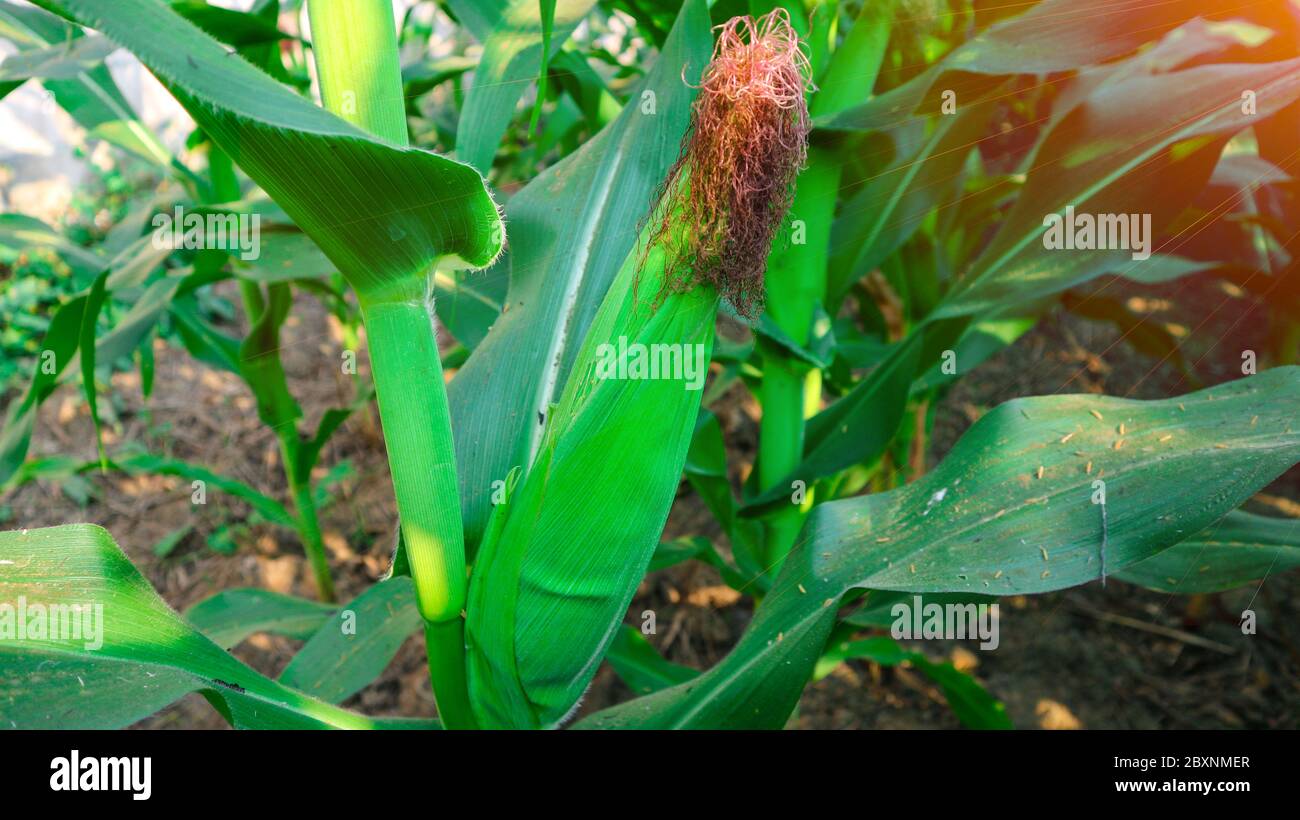 Seed plants hi-res stock photography and images - Alamy