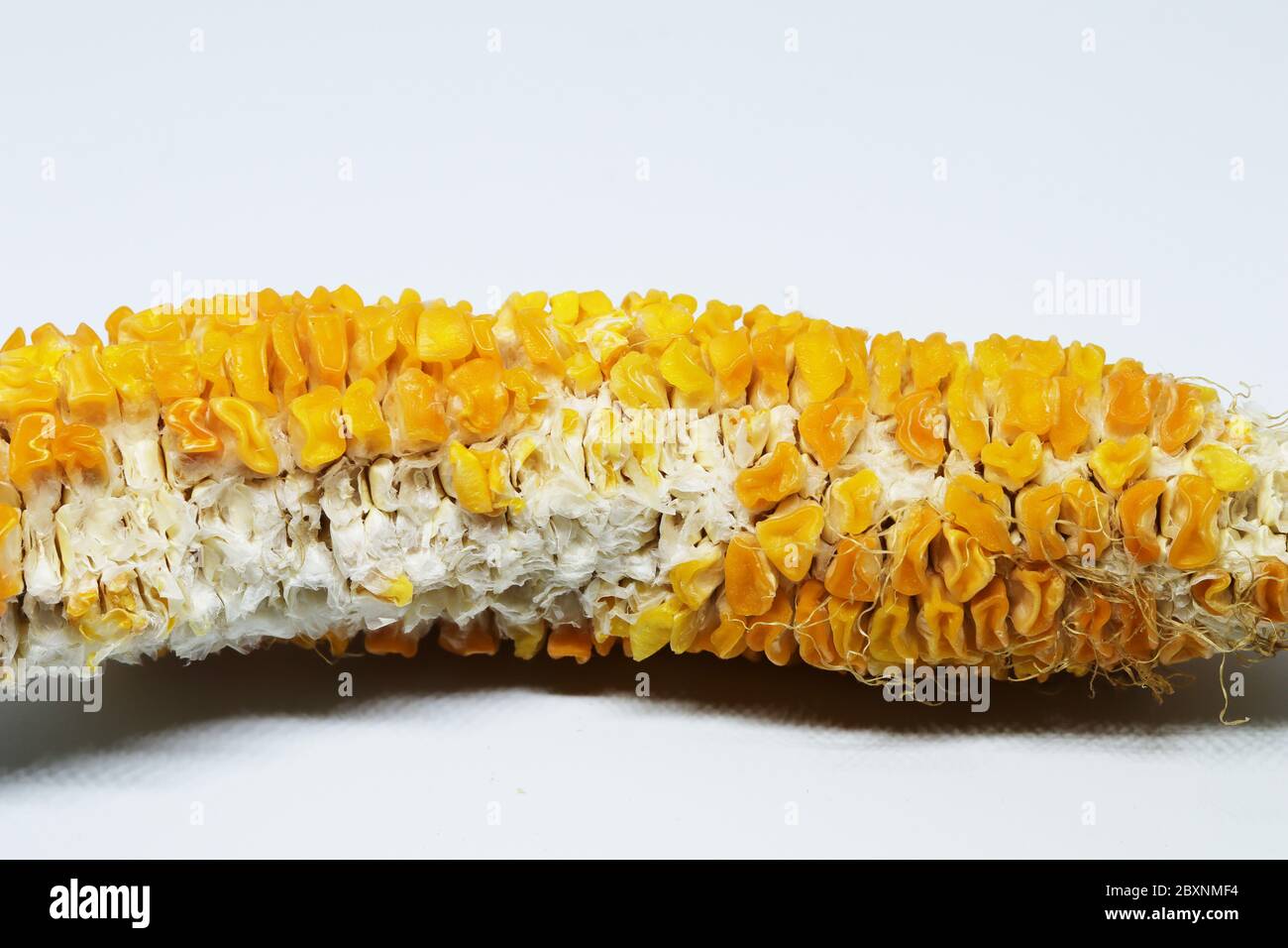 Fresh organic Sweet corn isolated on white background Stock Photo - Alamy