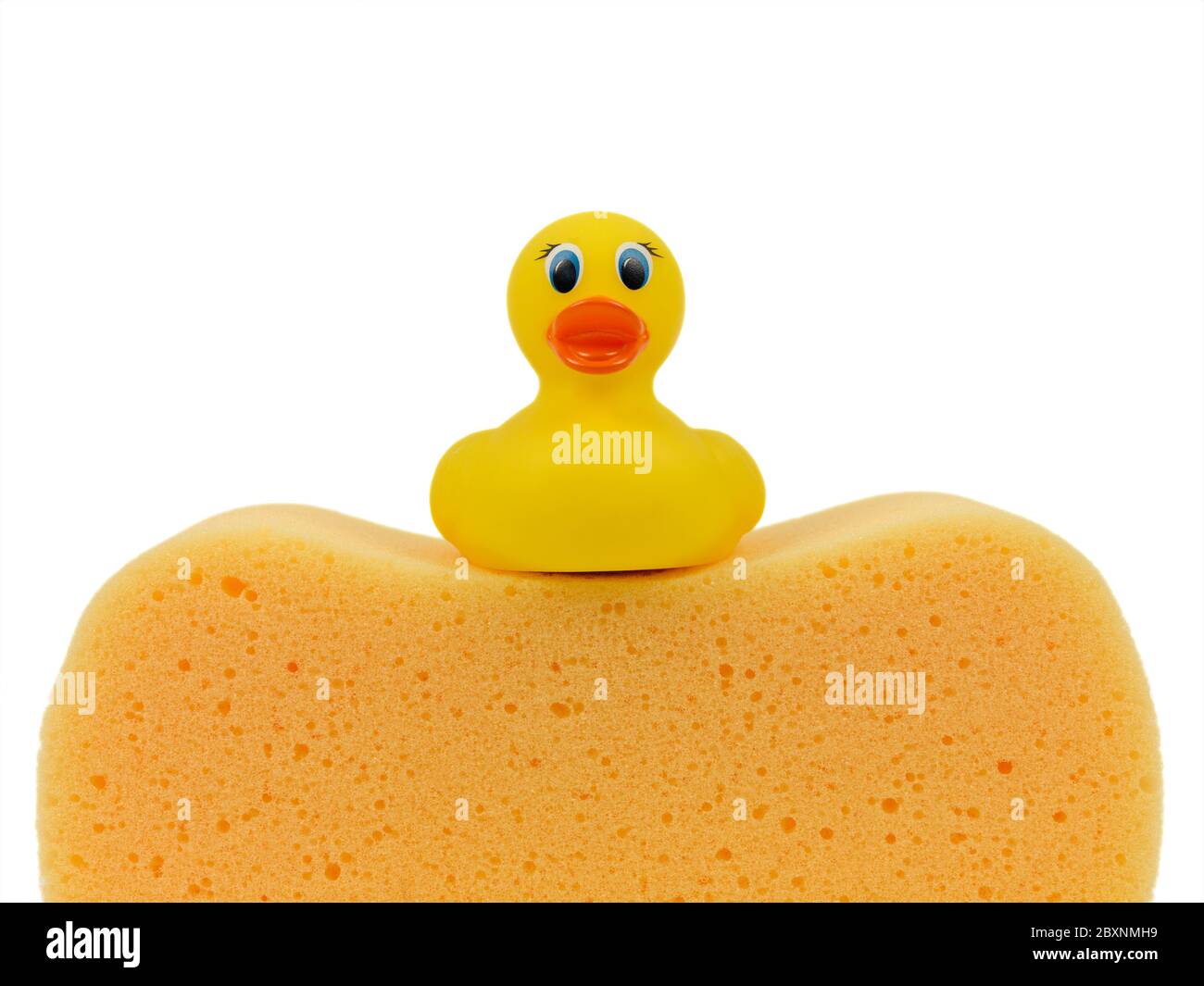 A toy duck on a sponge isolated against a white background Stock Photo ...