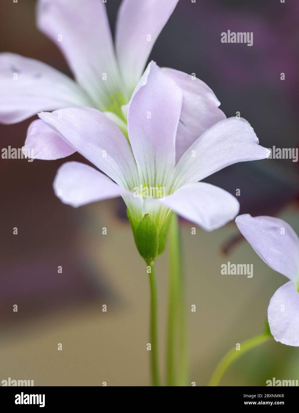 Closeup Purple Shamrock or False Shamrock Flower Isolated on Background ...