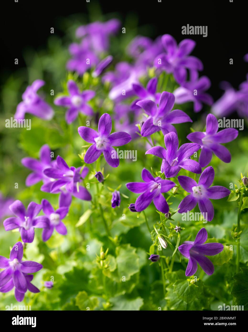 Blooming of blue mountain alpine bellflower in nature, Campanula alpina ...