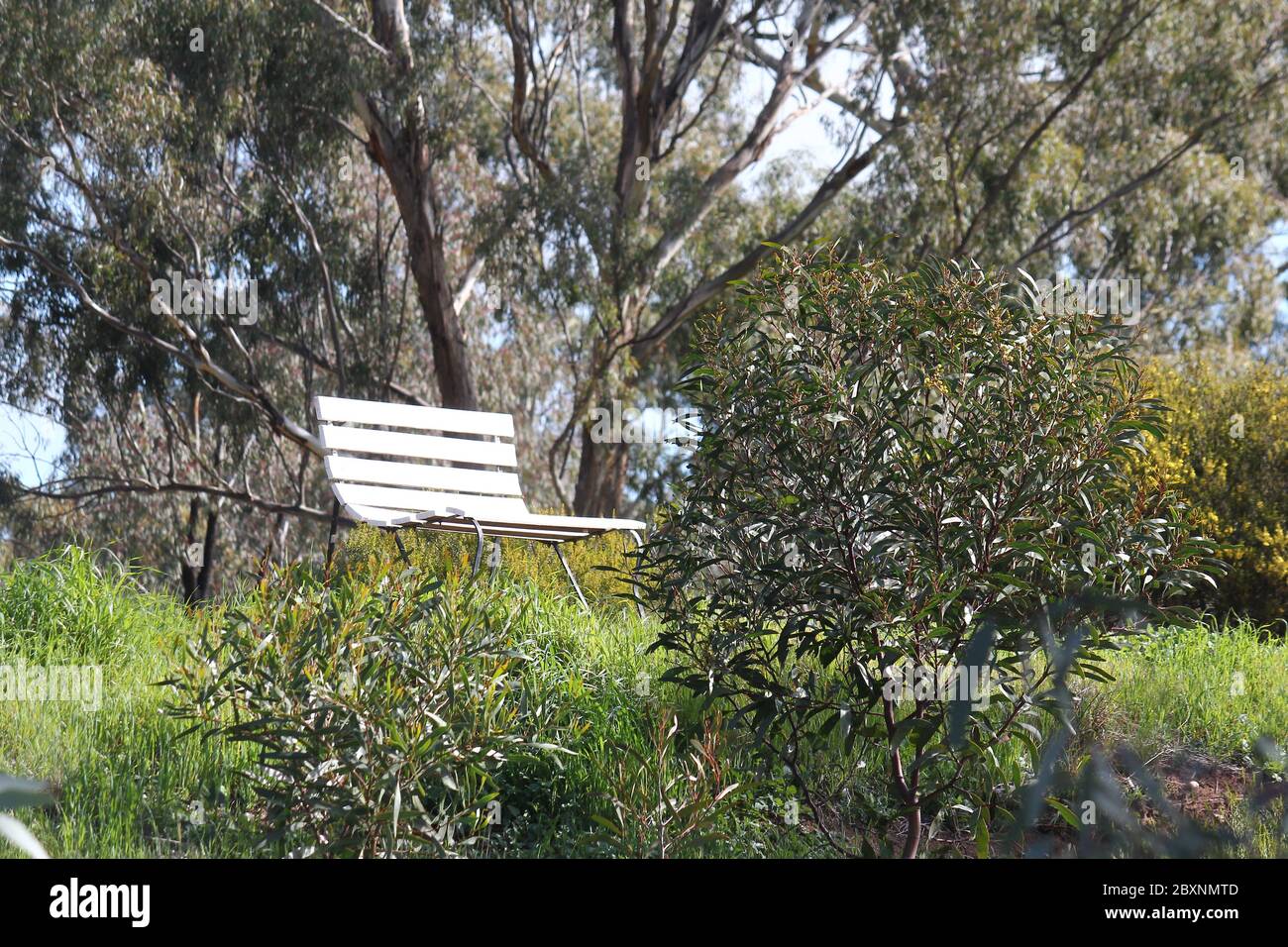Wild native bushland with white bench at Wedderburn,Victoria, Australia ...