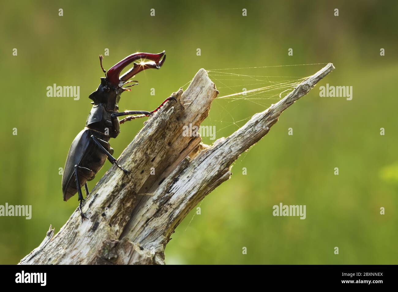 Stag beetle mandibles hi-res stock photography and images - Alamy