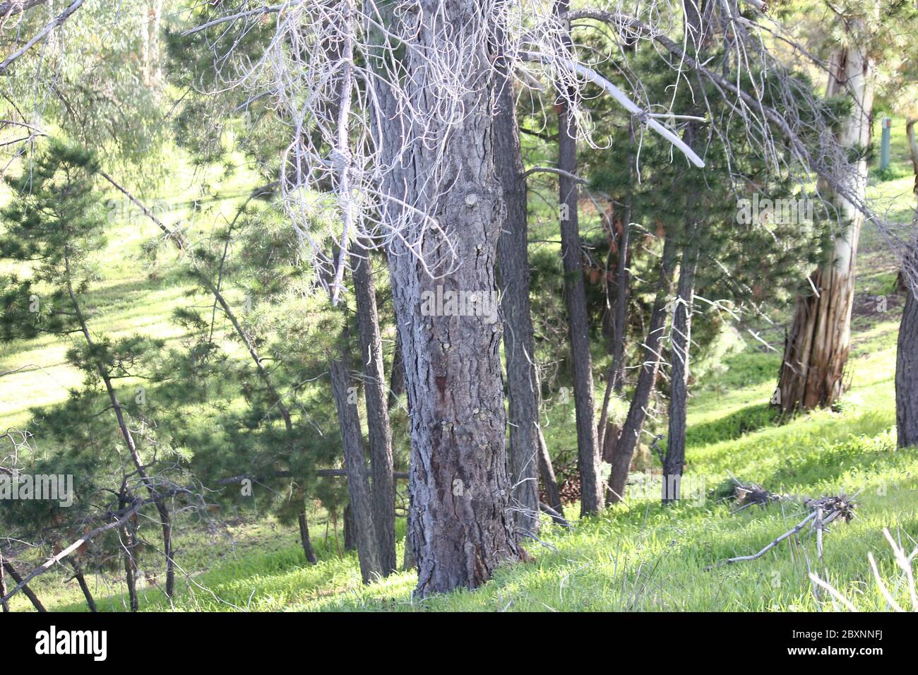 Wild native bushland at Wedderburn,Victoria, Australia Stock Photo - Alamy