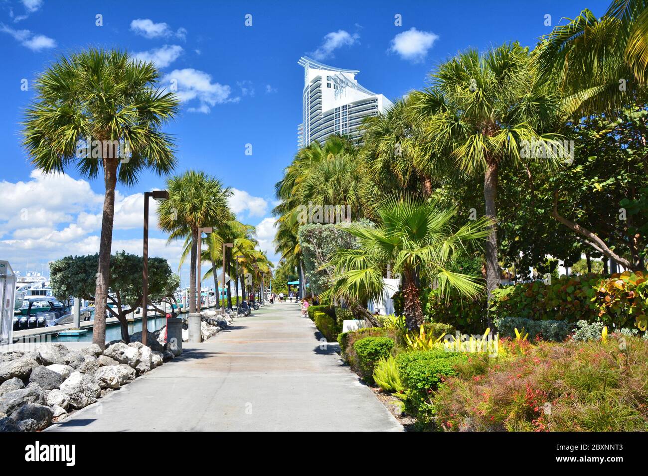 Promenade among palm trees along the marina in Miami Beach, Florida ...