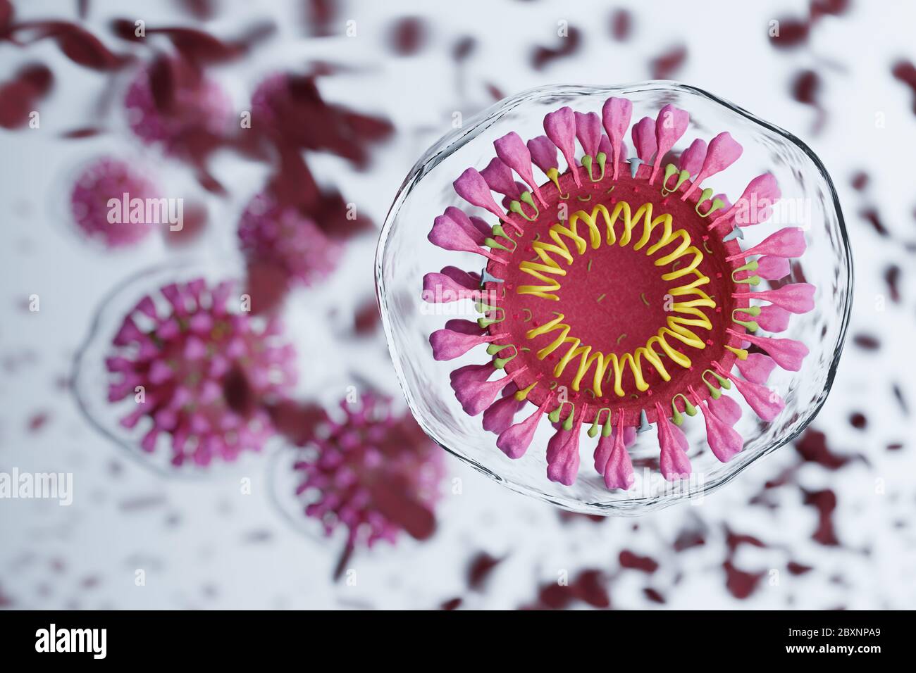 3D rendering of coronavirus cross section having a water layer ...