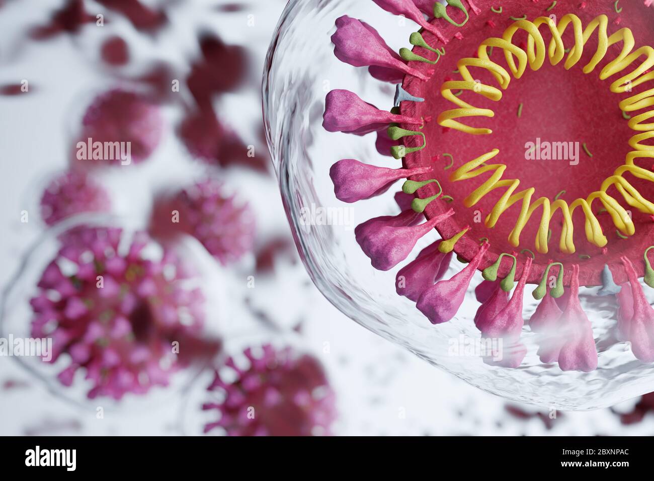 3D rendering of coronavirus cross section having a water layer ...