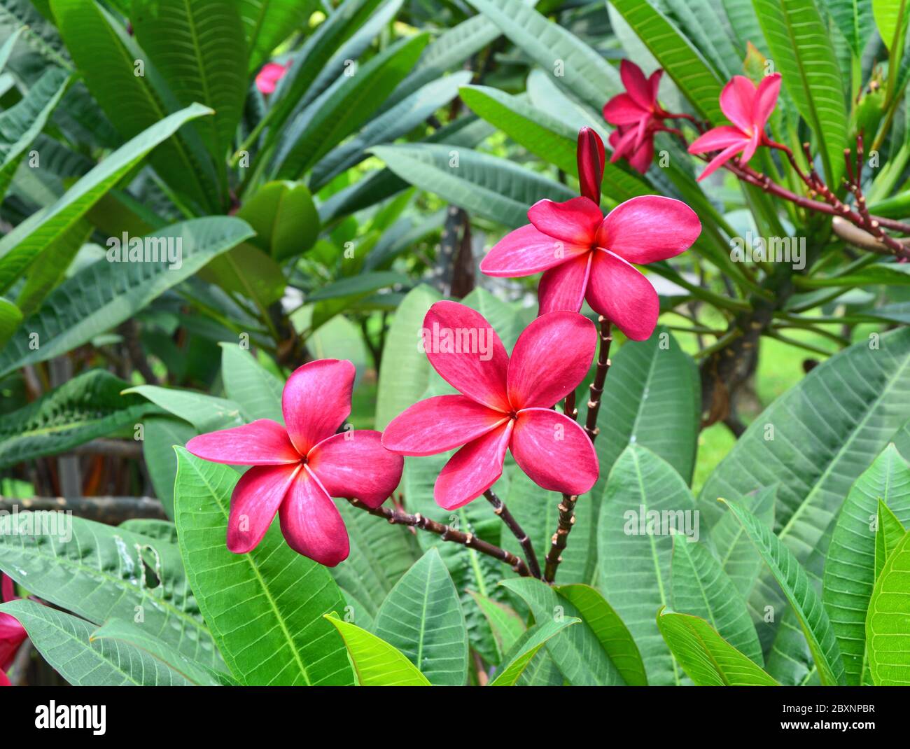 Tropical pink frangipani flowers growing in garden Stock Photo - Alamy