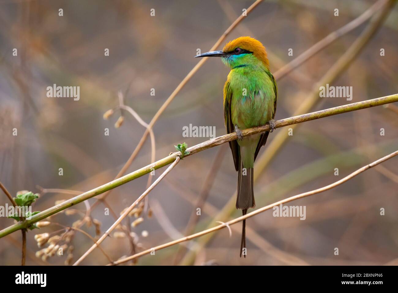 Image of Green Bee-eater bird(Merops orientalis) on a branch on nature ...