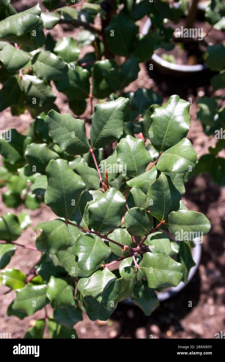 Laurel shrub hi-res stock photography and images - Alamy