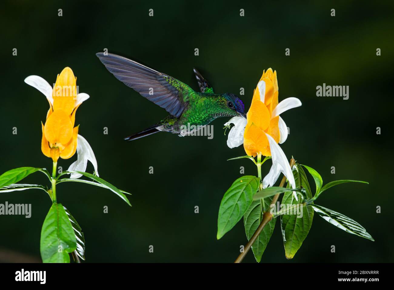 Woodnymph hi-res stock photography and images - Alamy