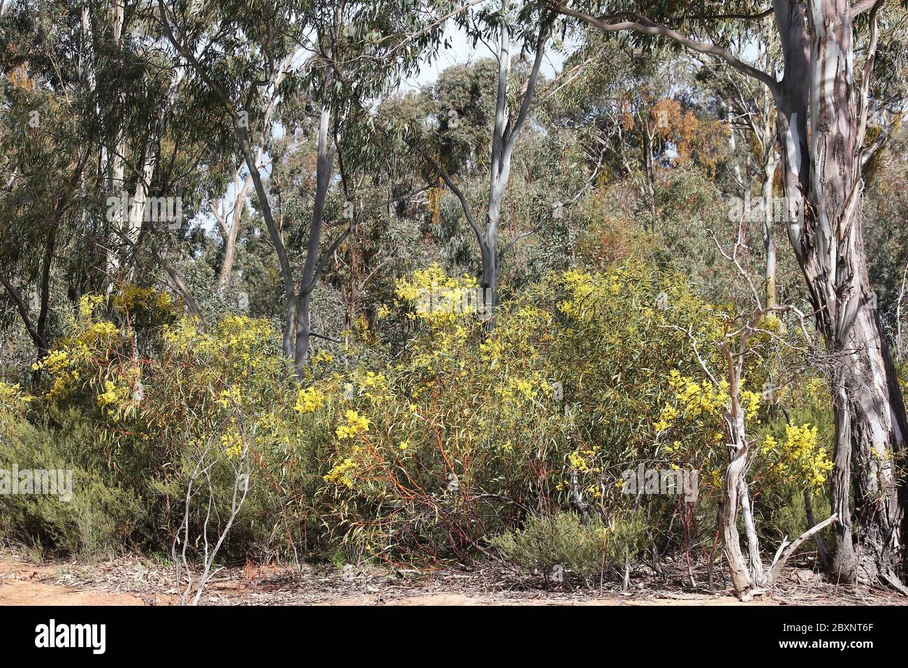 Bendigo historic reserve hi-res stock photography and images - Alamy