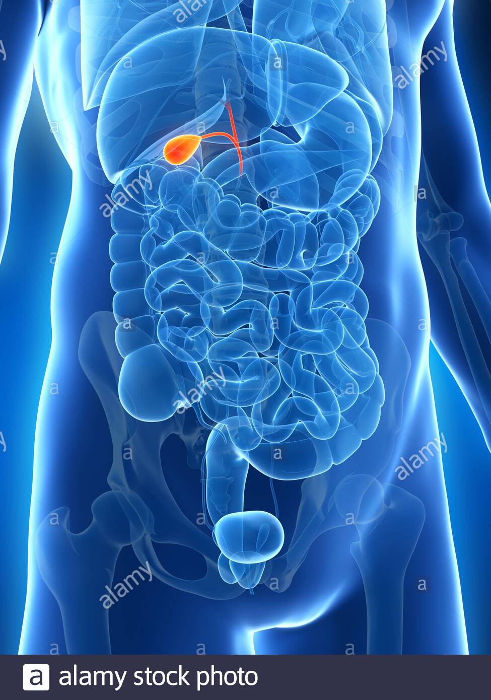 Gallbladder High Resolution Stock Photography and Images - Alamy