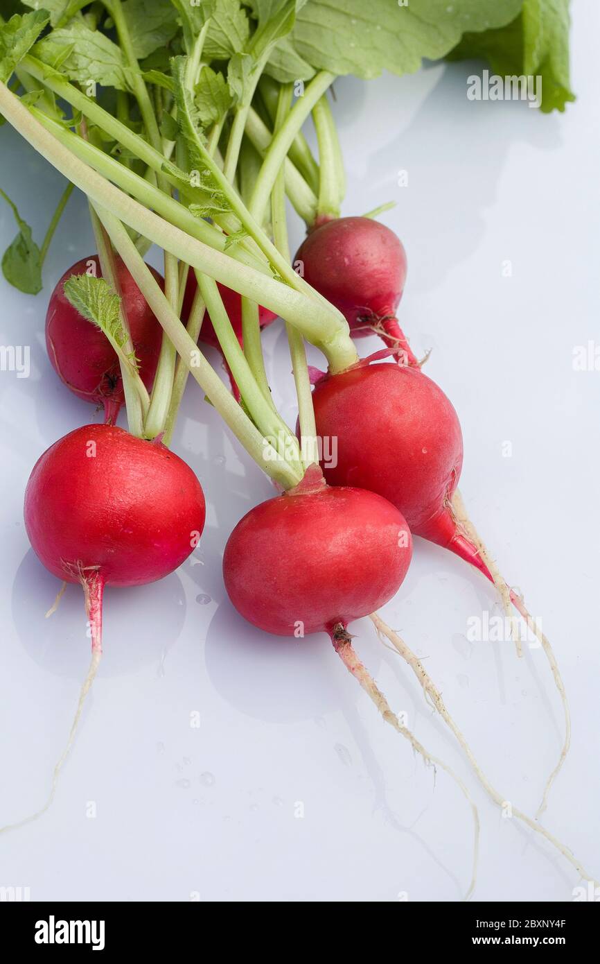 Radish bunch on white background. Fresh radish root bundle, pile of red ...