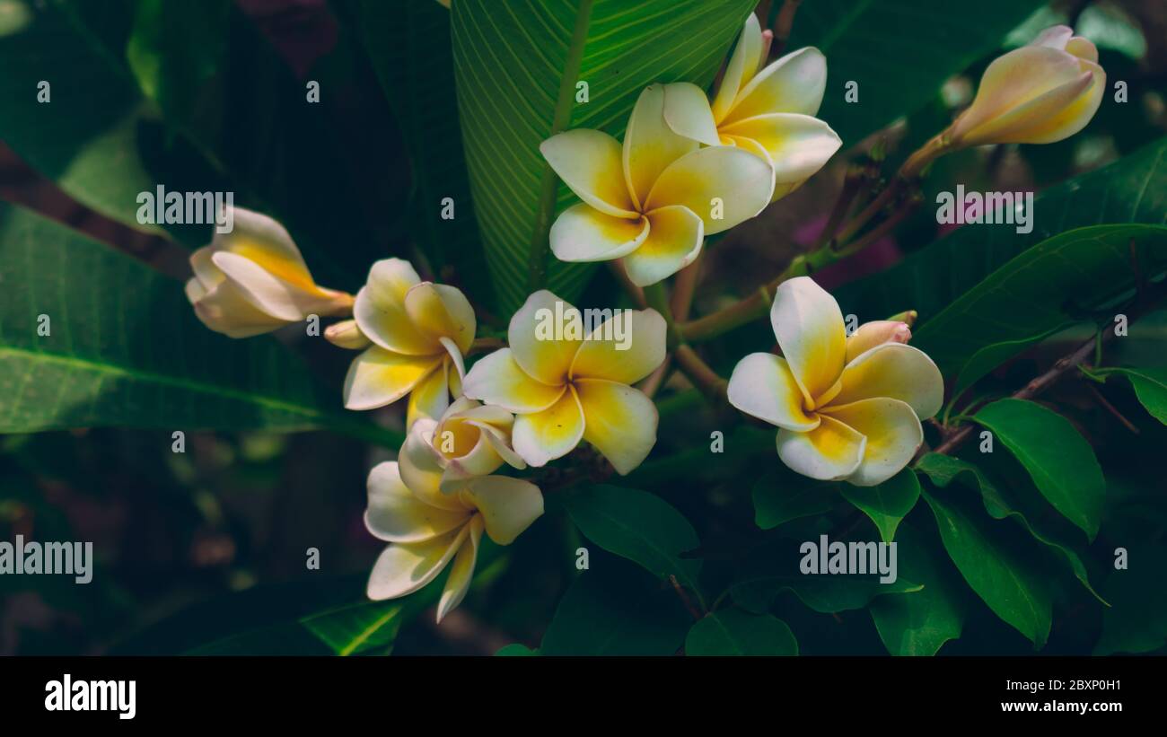 Kath golap flower hi-res stock photography and images - Alamy