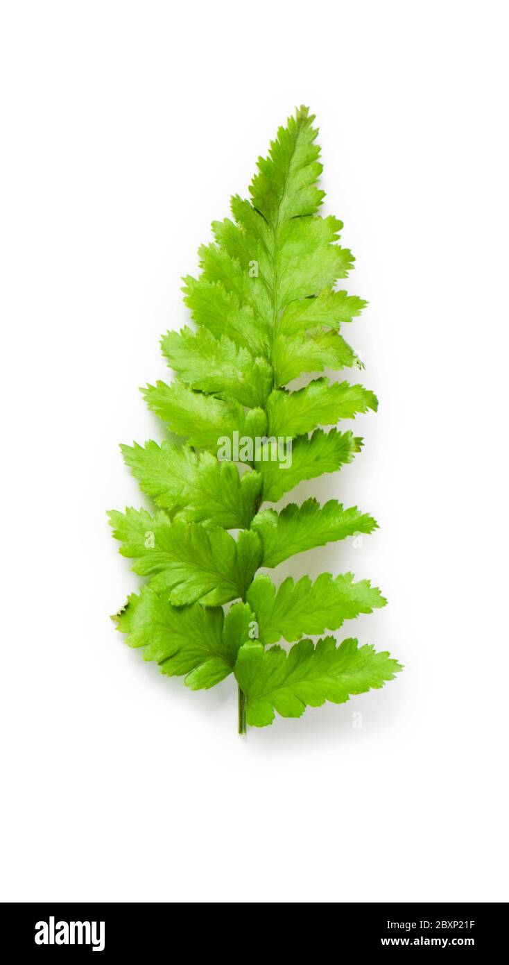 Leaf of fern isolated on white Stock Photo - Alamy