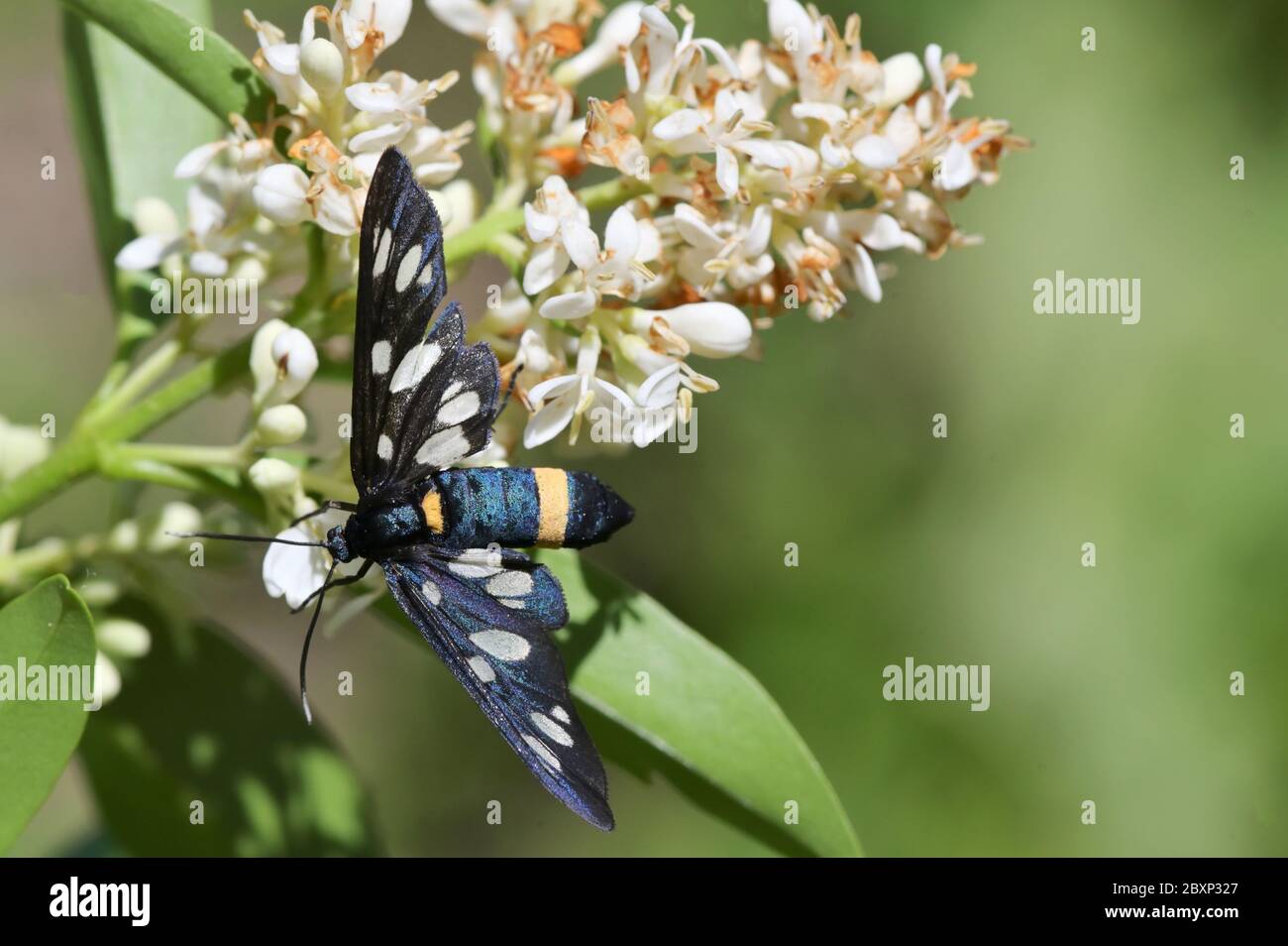 Closeup Mating pair Nine-Spotted Moth (Amata Phegea Stock Photo - Alamy Closeup Mating pair Nine-Spotted Moth (Amata Phegea Stock Photo - Alamy