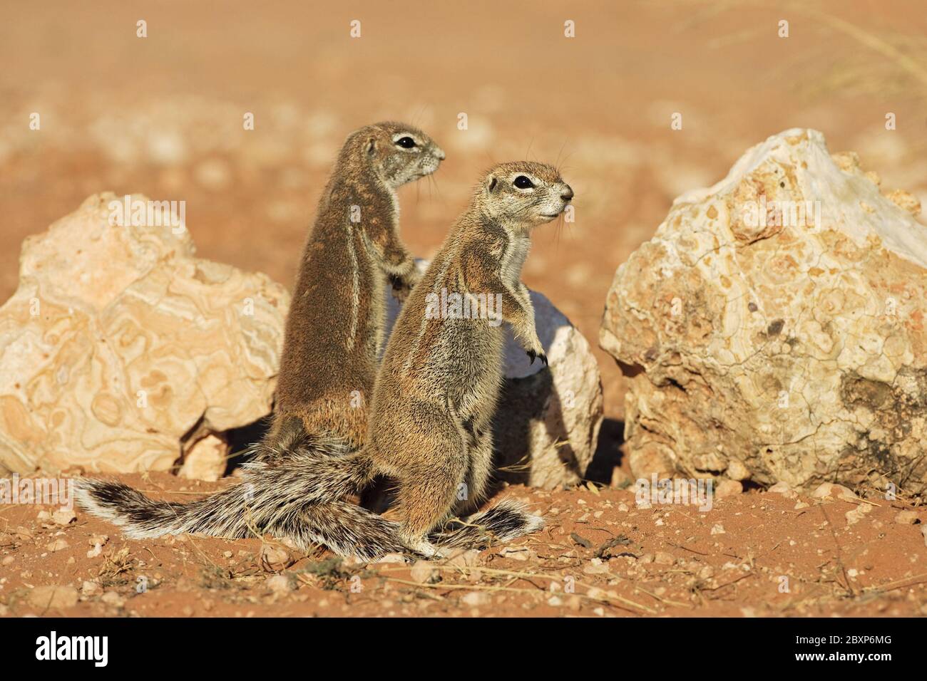African chipmunks hi-res stock photography and images - Alamy