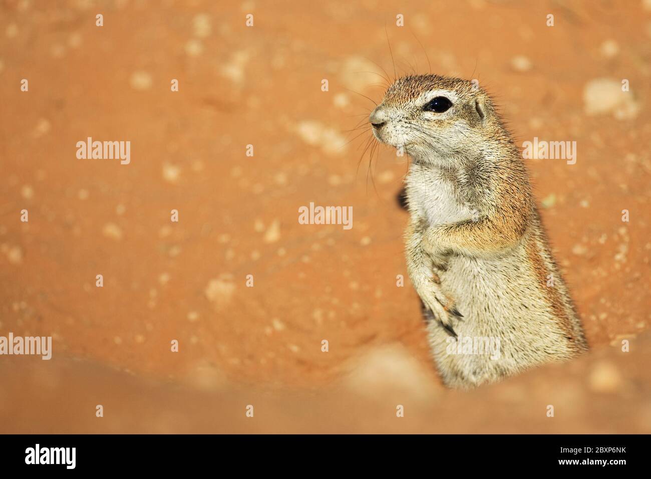African chipmunks hi-res stock photography and images - Alamy
