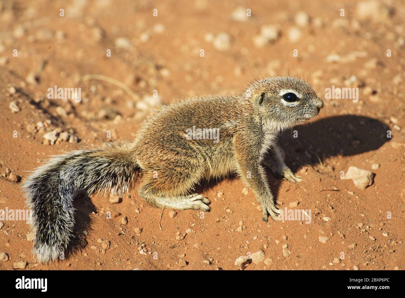 African rodents hi-res stock photography and images - Alamy