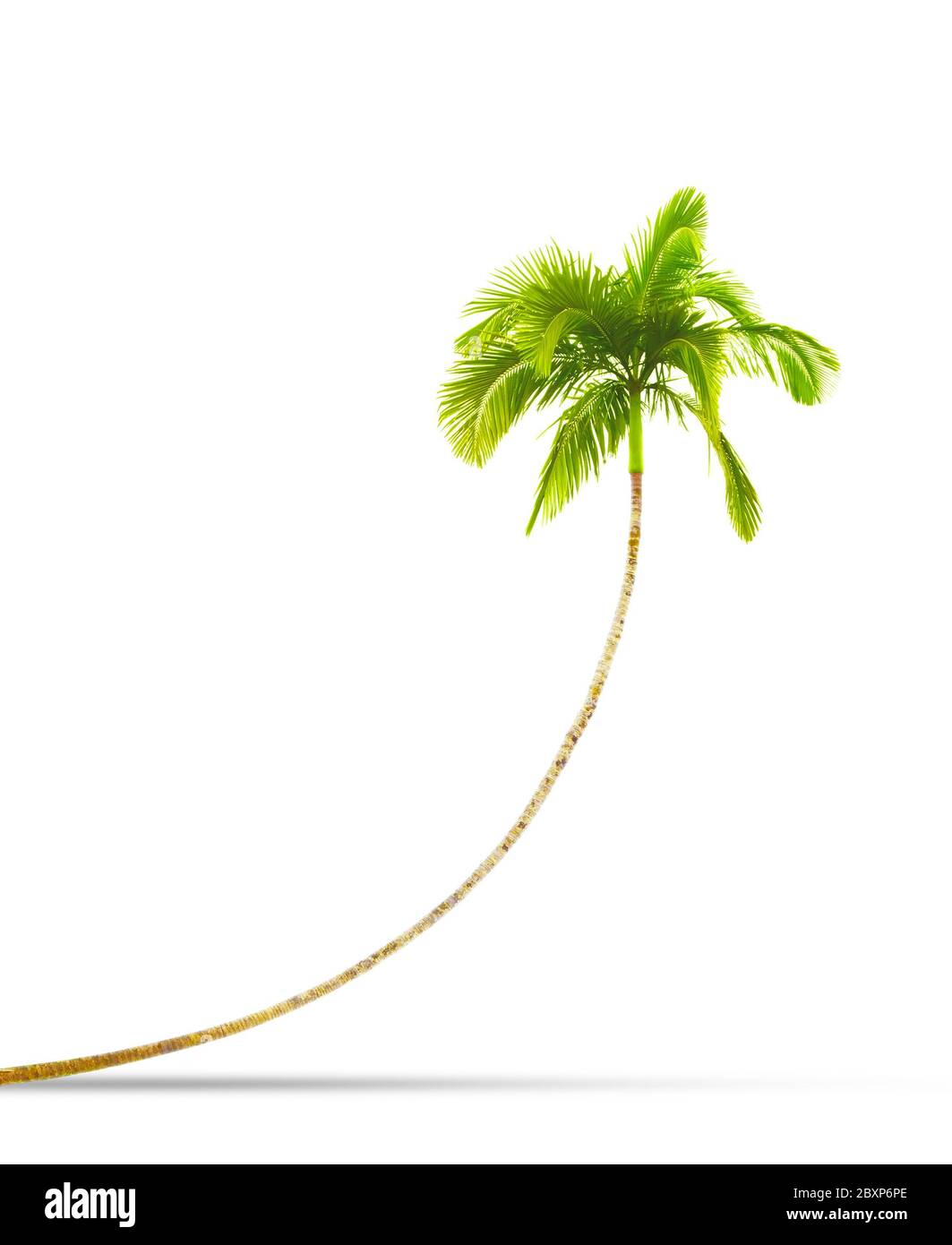 Palm tree cut Cut Out Stock Images & Pictures - Alamy