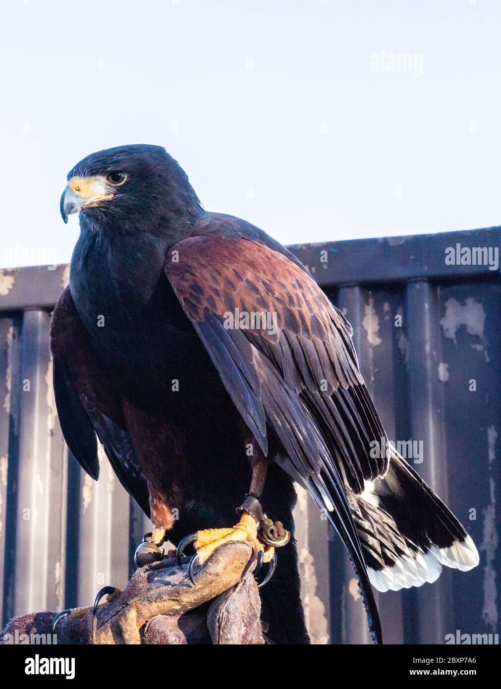 Golden Eagle close up, Scotland, United Kingdom Stock Photo - Alamy