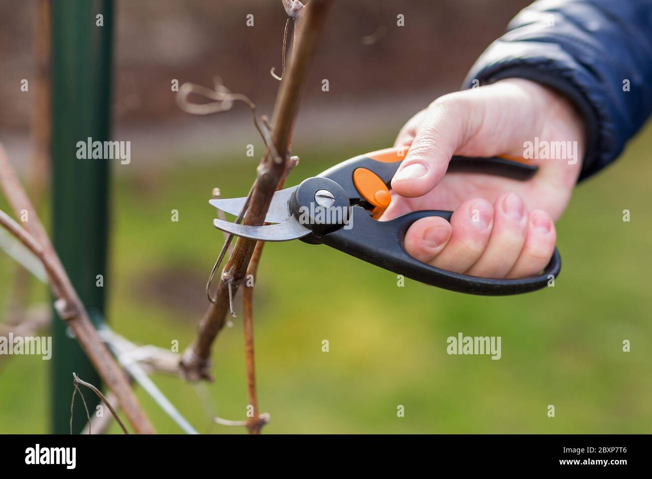 Spring cutting trees and grapes, gardener pruning a tree concept ...