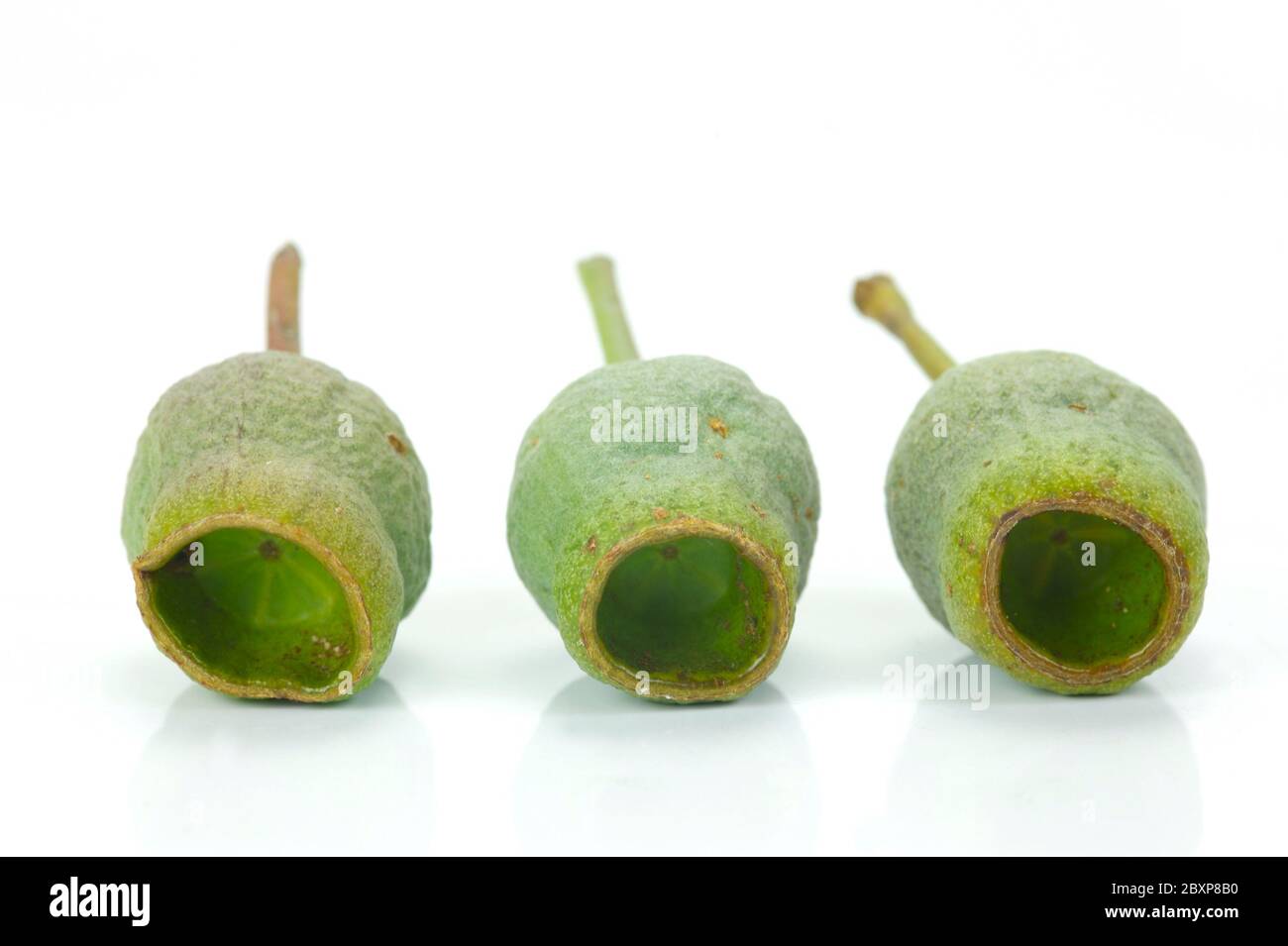 Gum tree pods hi-res stock photography and images - Alamy