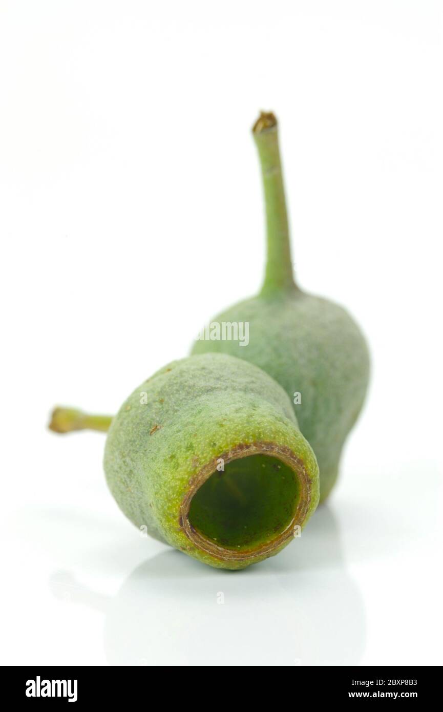 Australian native nuts hi-res stock photography and images - Alamy