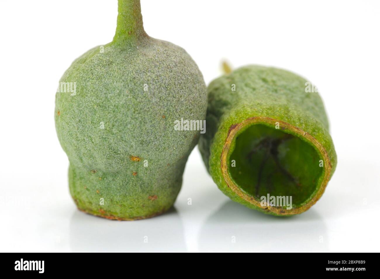 Australian native nuts Cut Out Stock Images & Pictures - Alamy