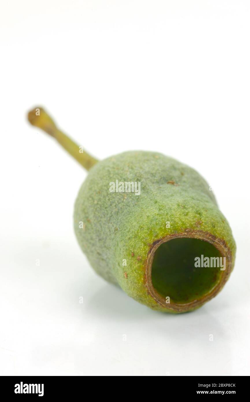 Australian native nuts hi-res stock photography and images - Alamy