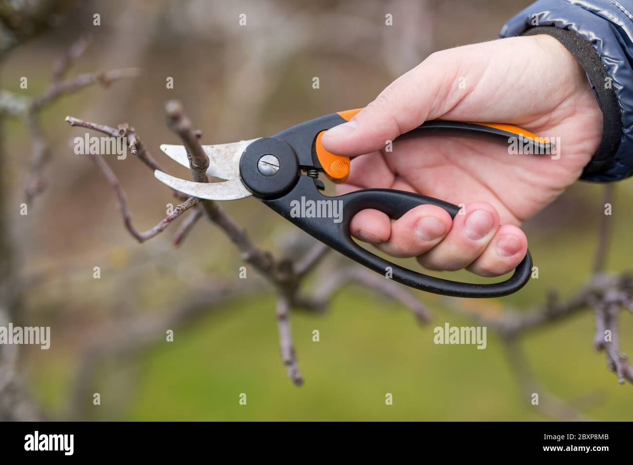 Spring cutting trees and grapes, gardener pruning a tree concept ...