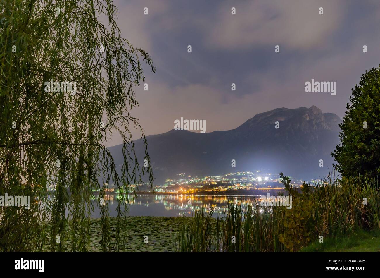 Weeping willow at night Stock Photo - Alamy