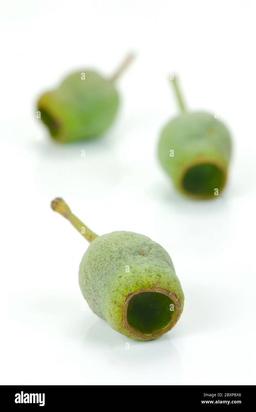 Australian native seed pod hi-res stock photography and images - Alamy