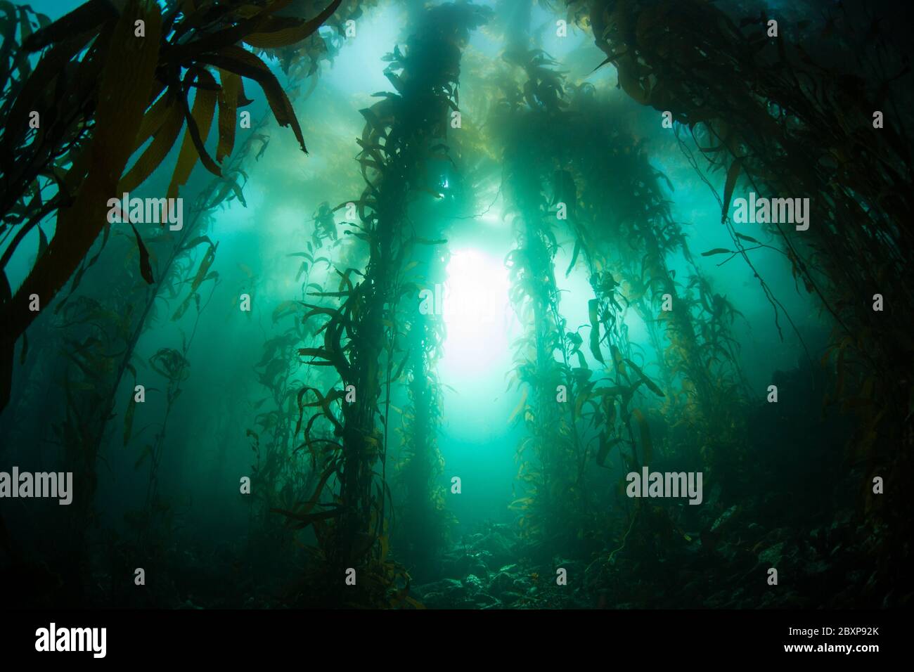 A lush, biodiverse forest of Giant kelp, Macrocystis pyrifera, grows in ...