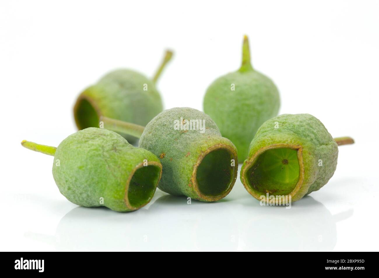 Gum tree pods hi-res stock photography and images - Alamy