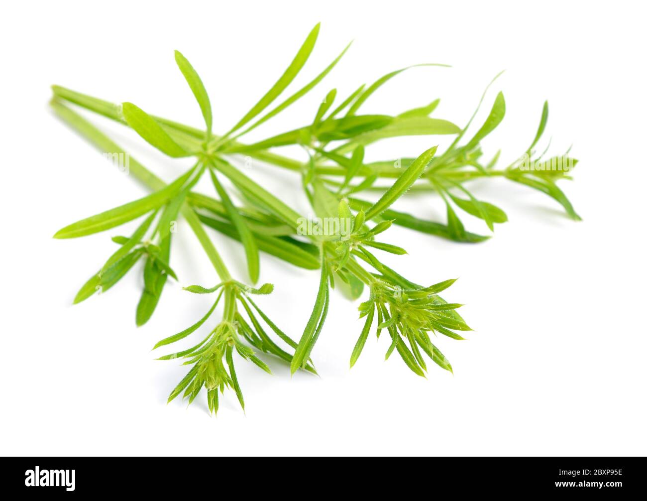Sticky weed hi-res stock photography and images - Alamy