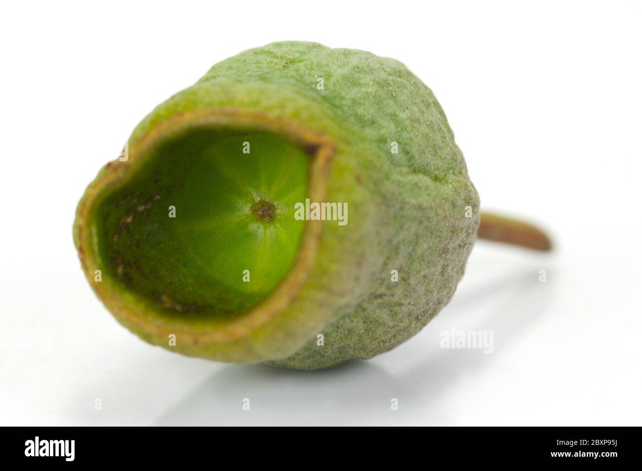 Native gum tree hi-res stock photography and images - Alamy