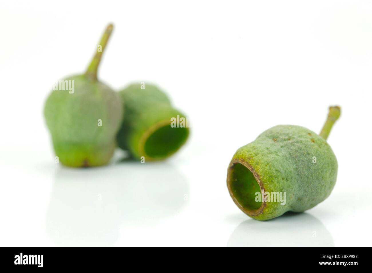 Australian native nuts hi-res stock photography and images - Alamy