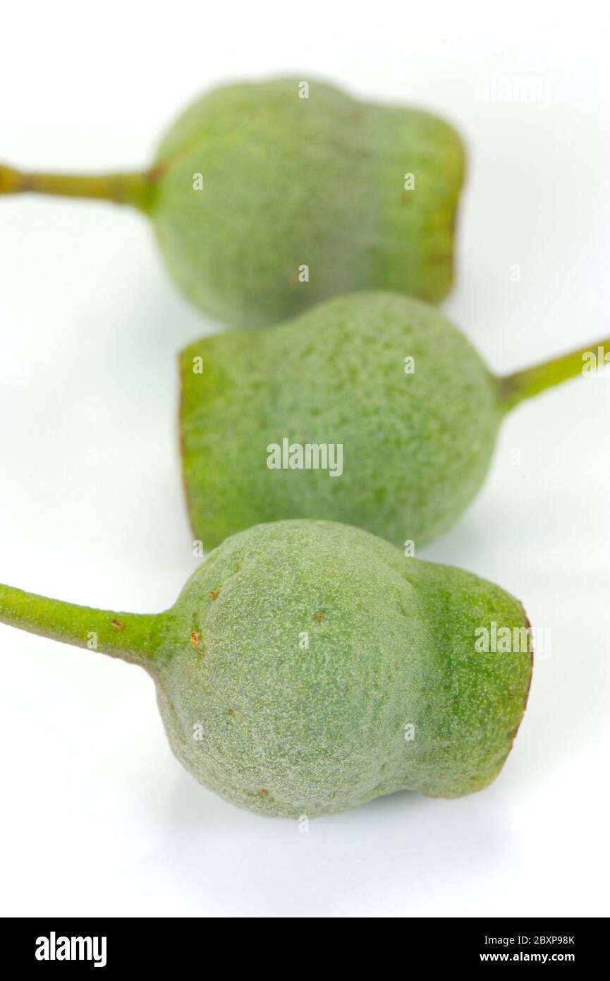 White gum tree hi-res stock photography and images - Alamy
