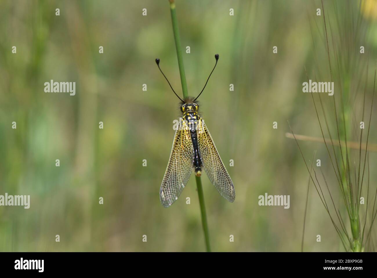 Insect adult hi-res stock photography and images - Alamy