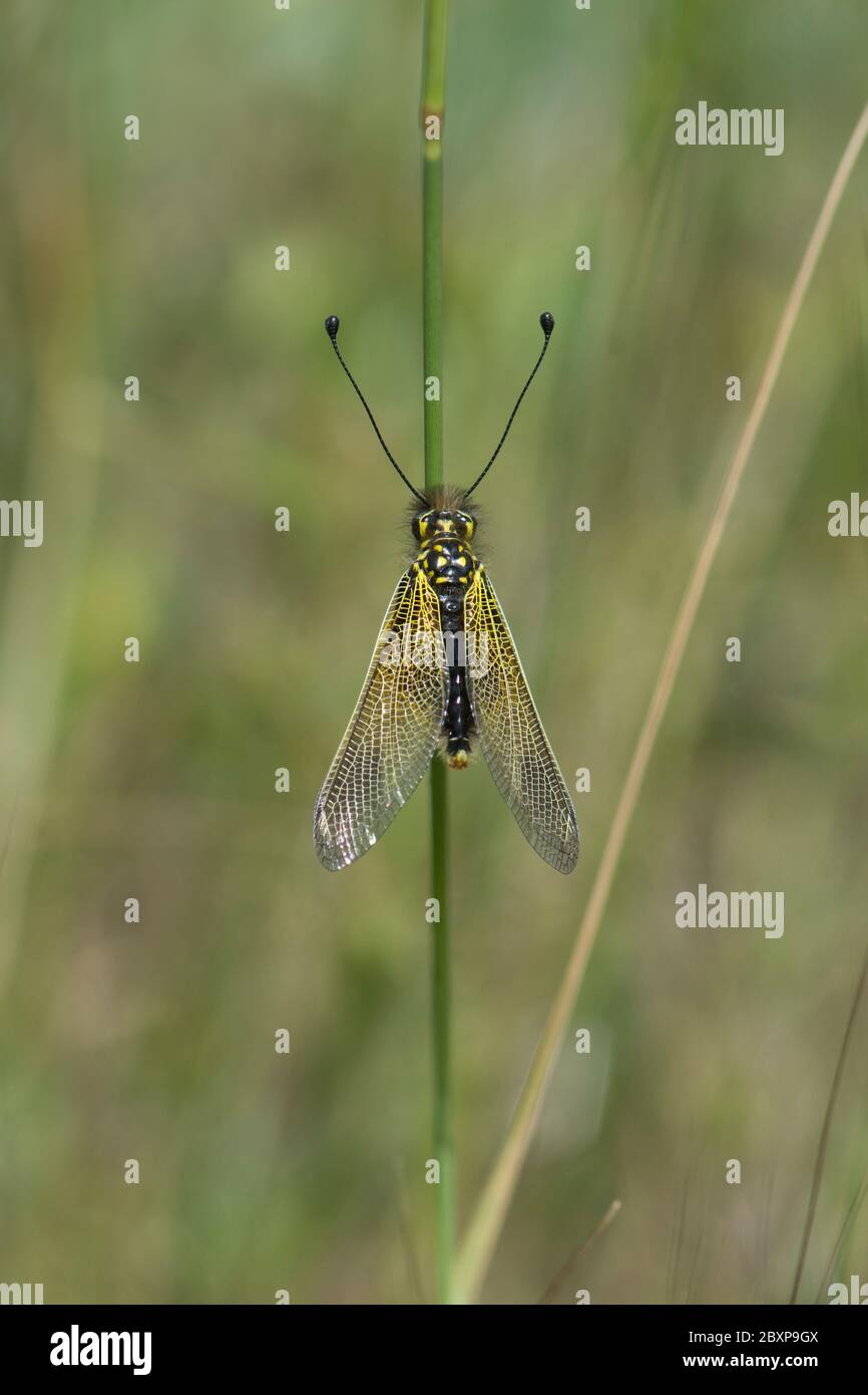 Ascalaphe loriot hi-res stock photography and images - Alamy