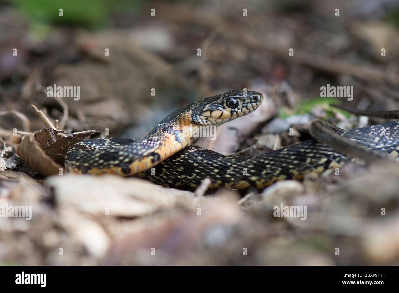 Snakes of spain hi-res stock photography and images - Alamy
