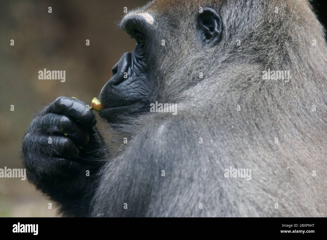 Western Lowland Gorillas in the wild Stock Photo - Alamy