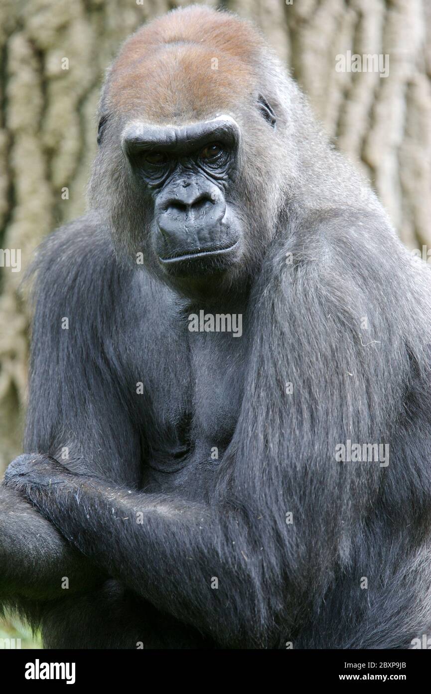 Western Lowland Gorillas in the wild Stock Photo - Alamy