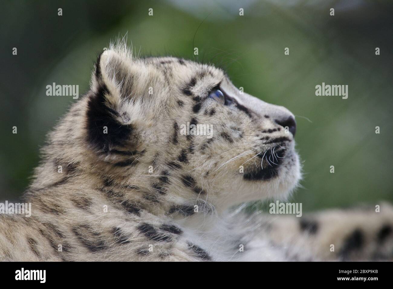 Snow Leopard Cub Stock Photo - Alamy